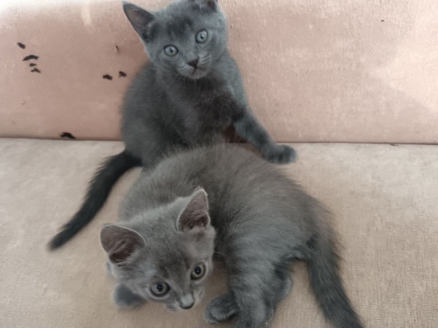 Британские котята