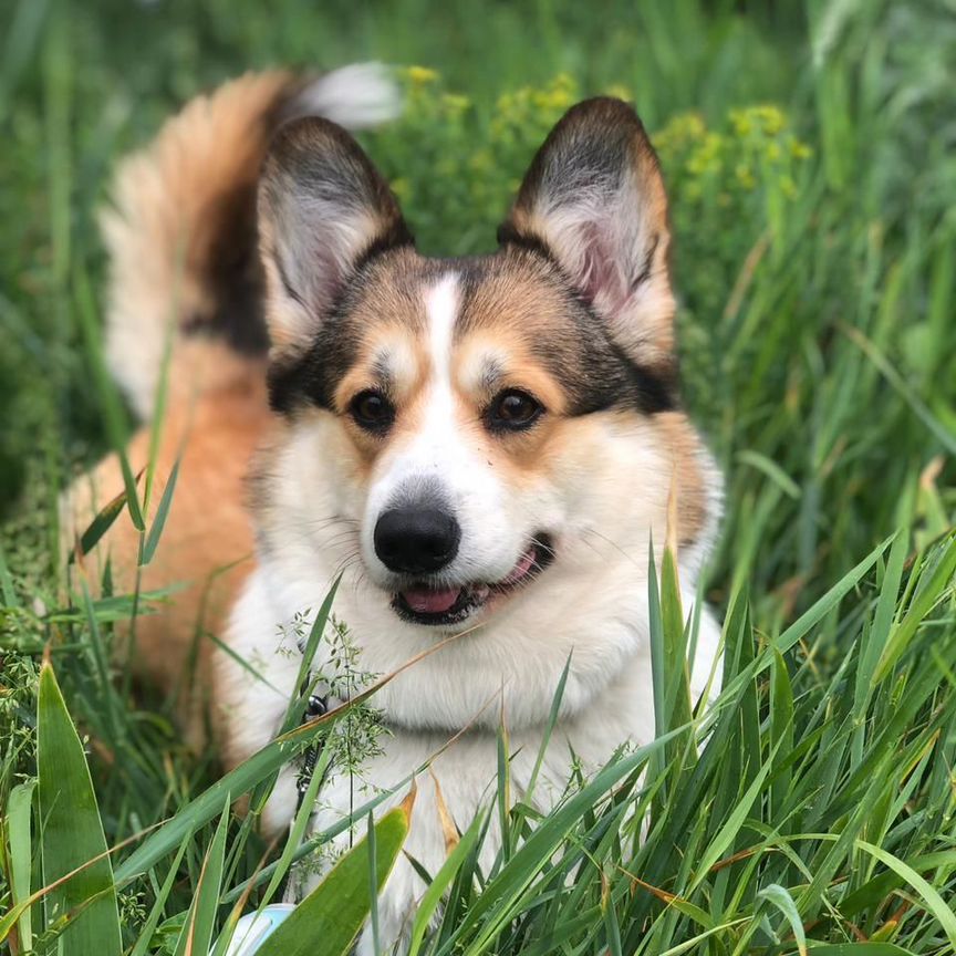 Вельш-корги