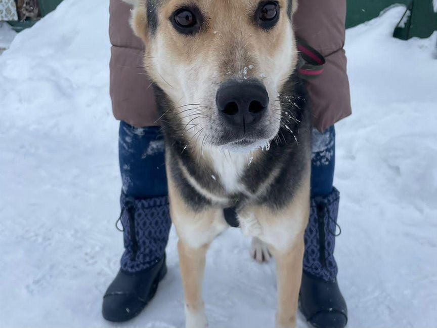 Патрику невыносимо в приюте