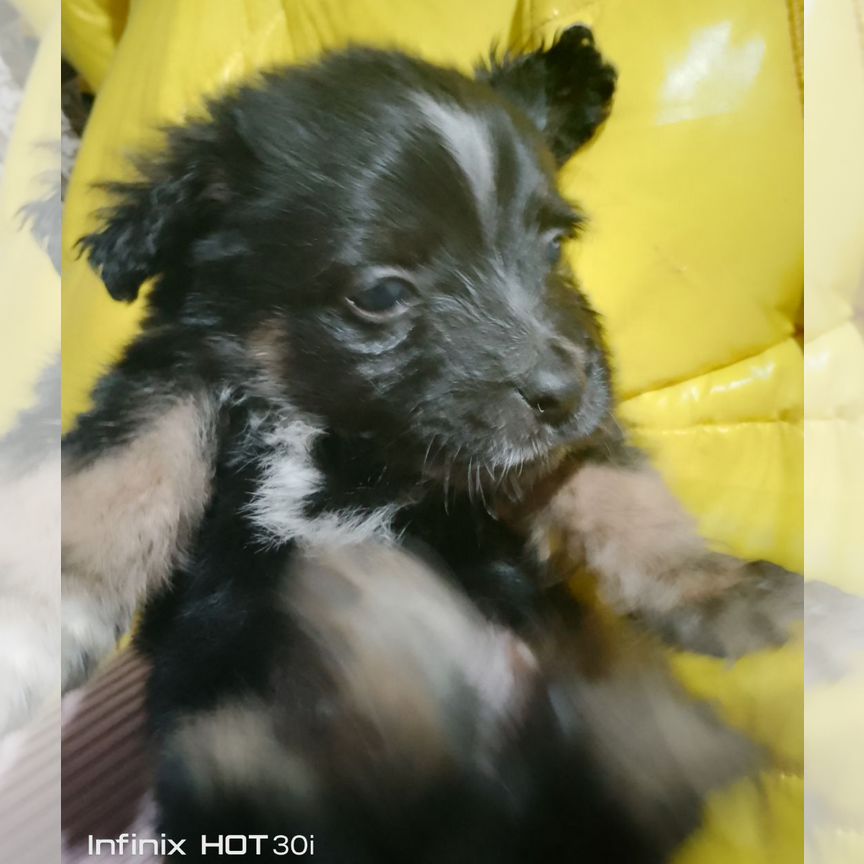 Щенки отдам в хорошие руки