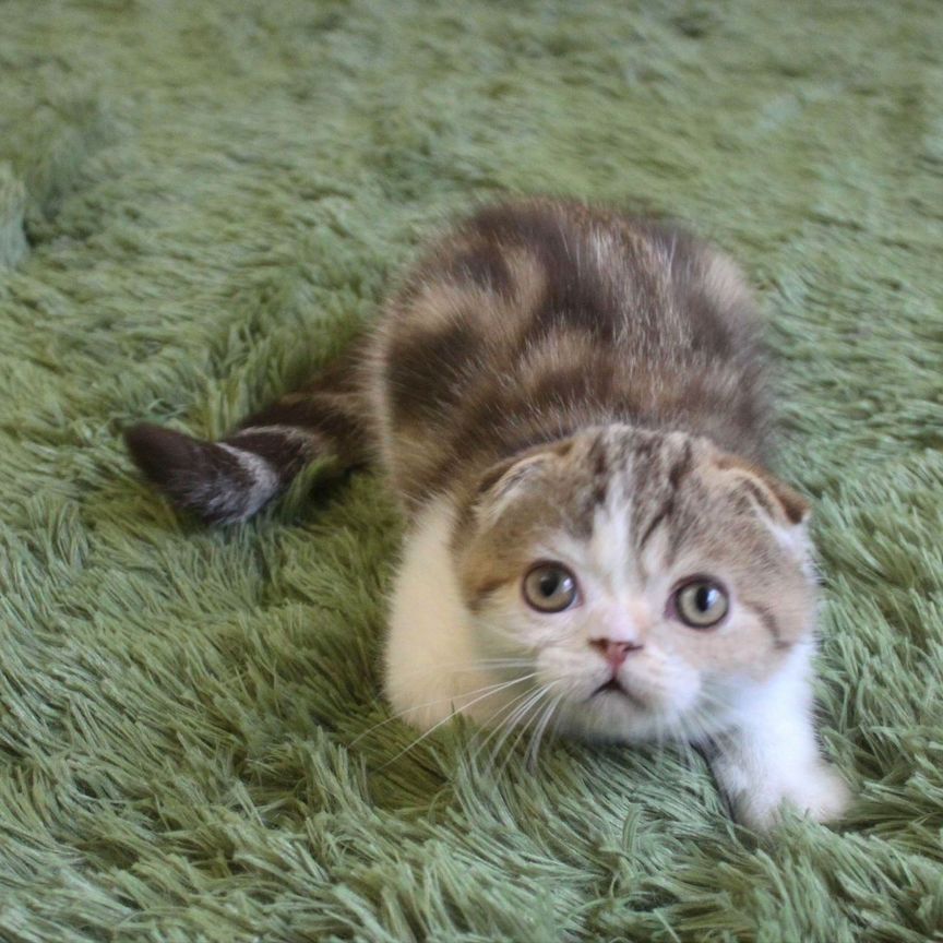 Котики шотландские