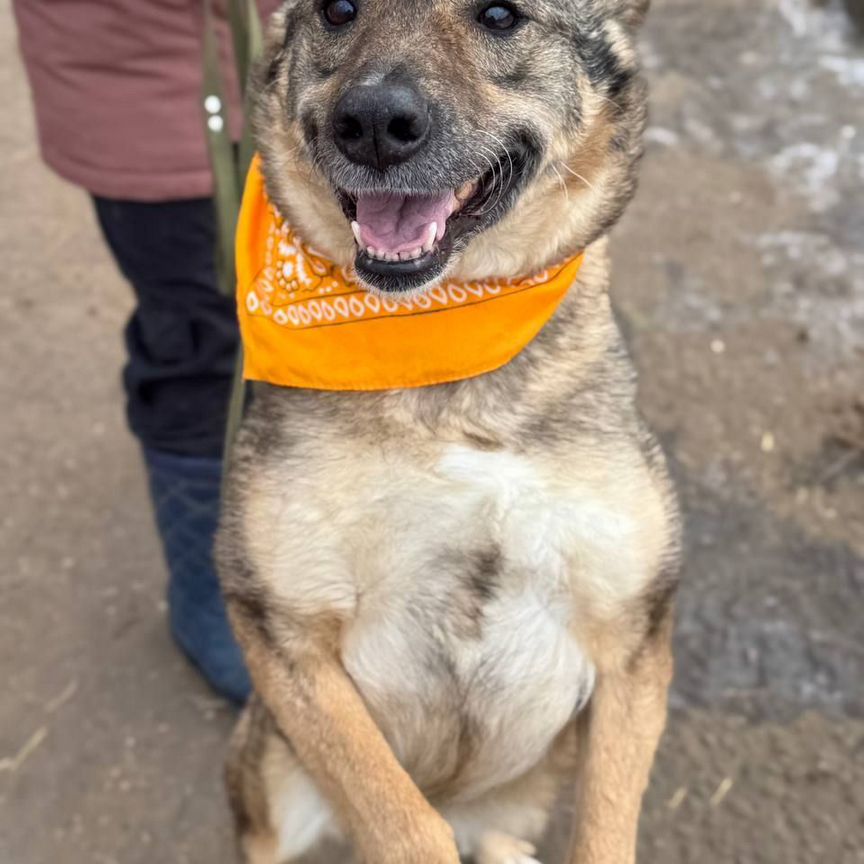 Добродушная Томми ждёт хозяина в приюте