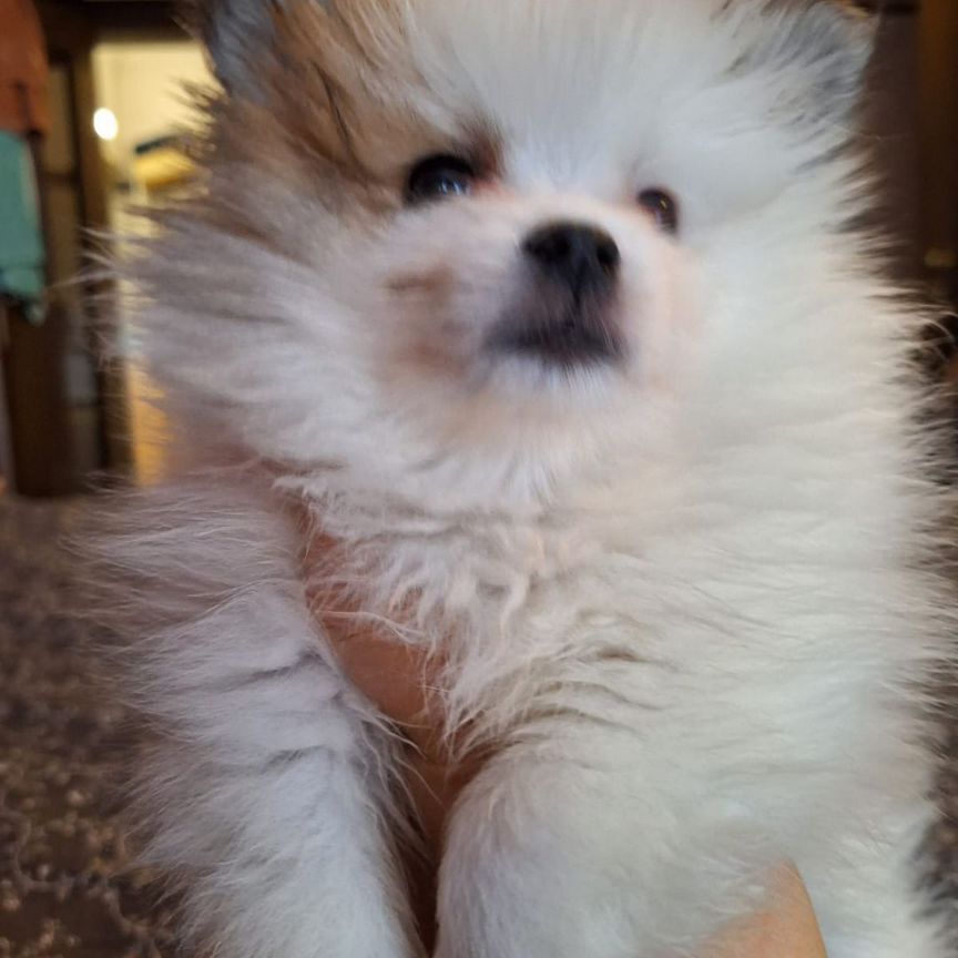 Щенки померанского