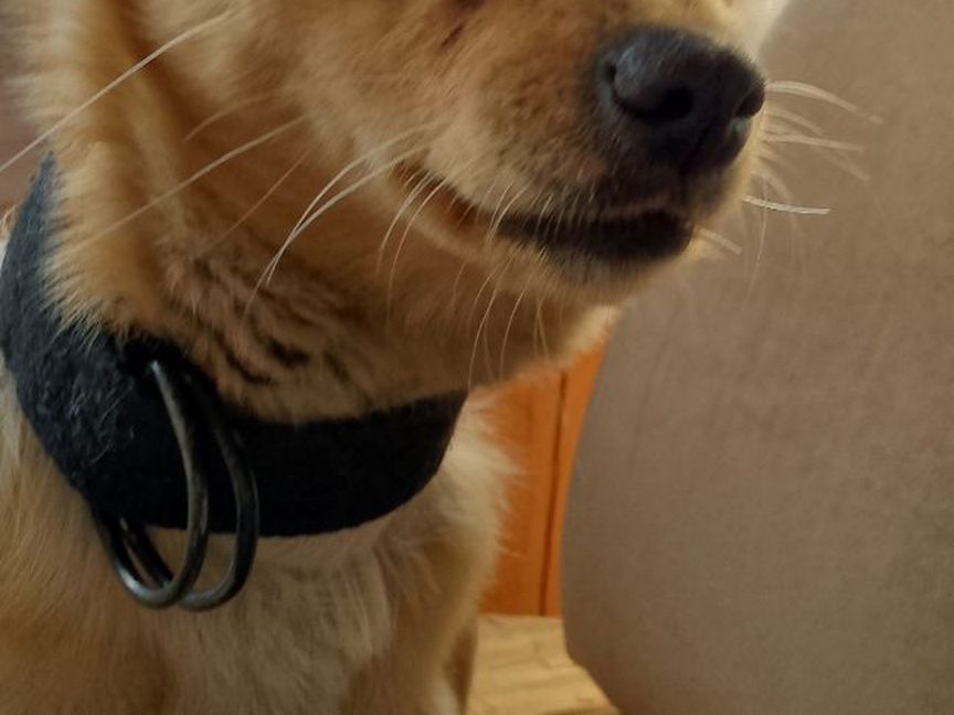 Собака чихуахуа отдам в добрые руки