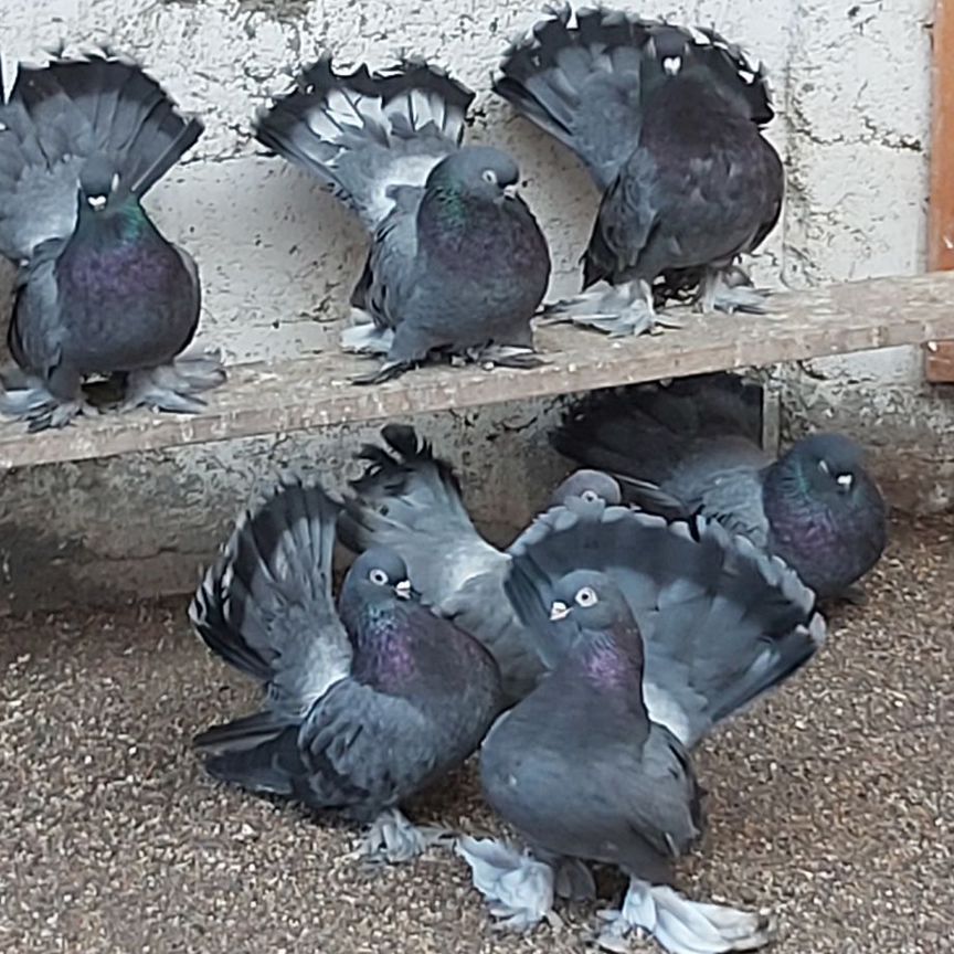 Статные голуби