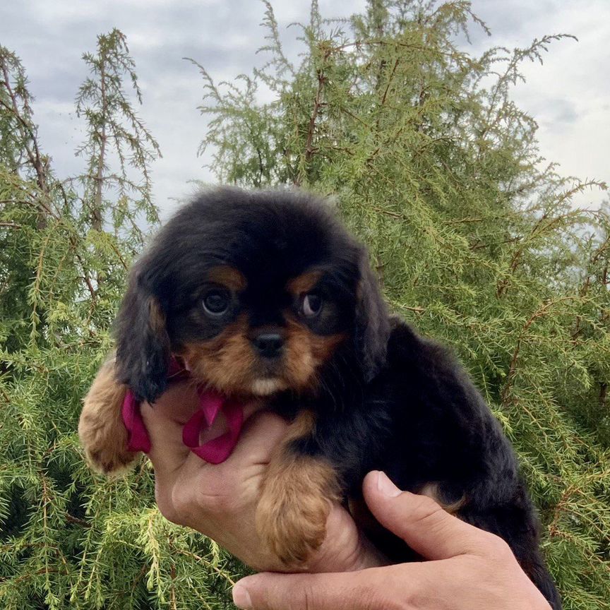 Мини девочка кавалер кинг чарлз спаниель