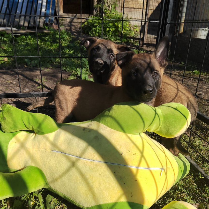 Бельгийская овчарка малинуа