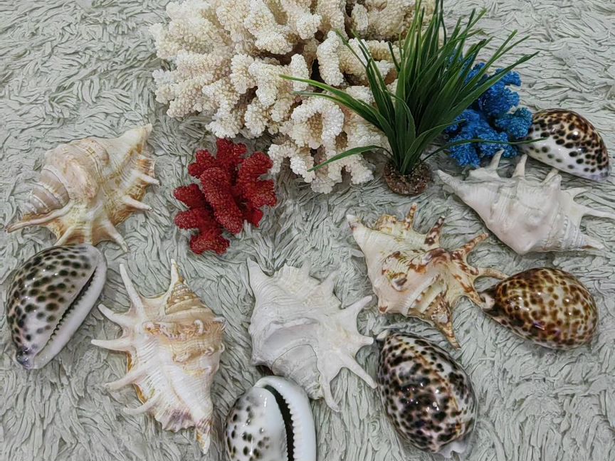 Кораллы и морские раковины