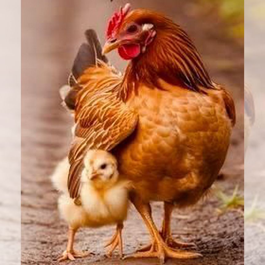 Цыплята несушки ломан Браун