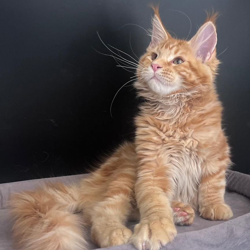 Котик мейн-кун