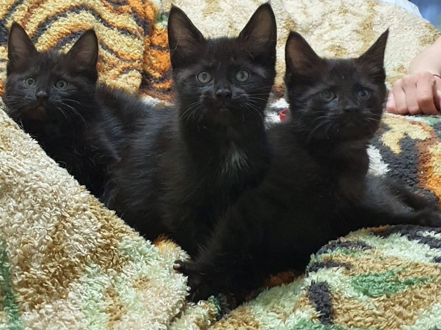 Мейн-кун метисы девочки