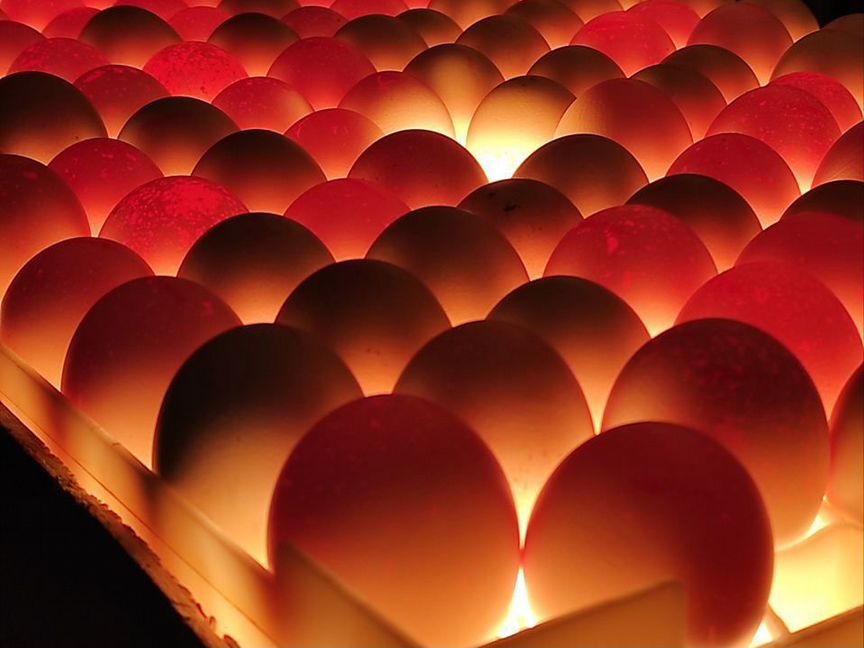 Овоскоп для проверки яиц