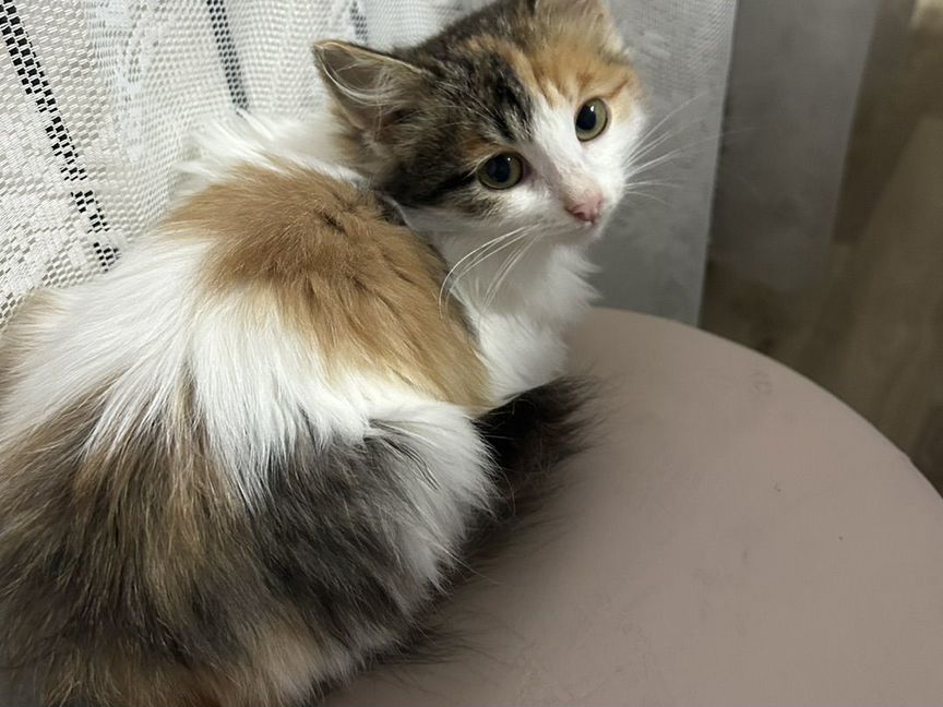 Кошка в дар бесплатно