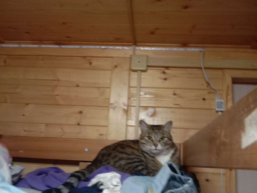 Кошка мура (домашняя)