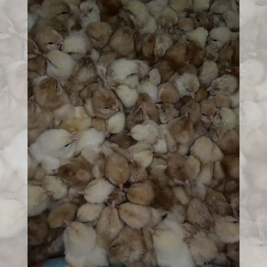 Цыплята ломан браун