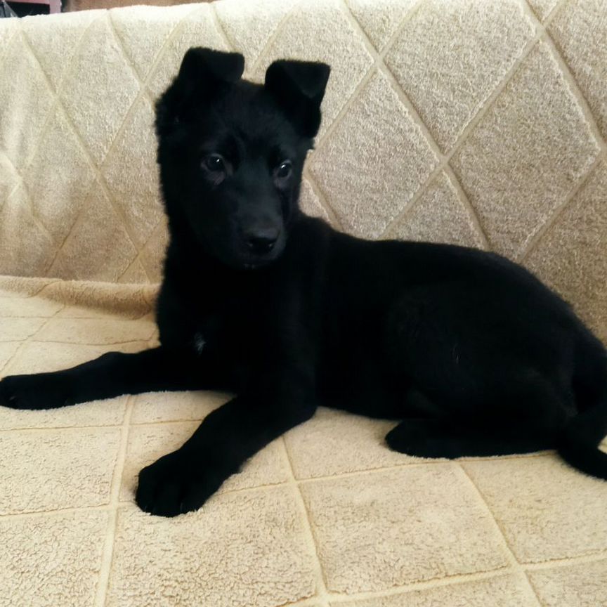 Щенок в добрые руки