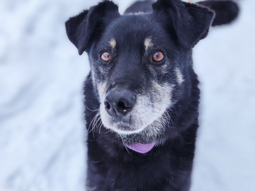 Старичок Вжик ищет дом, из приюта
