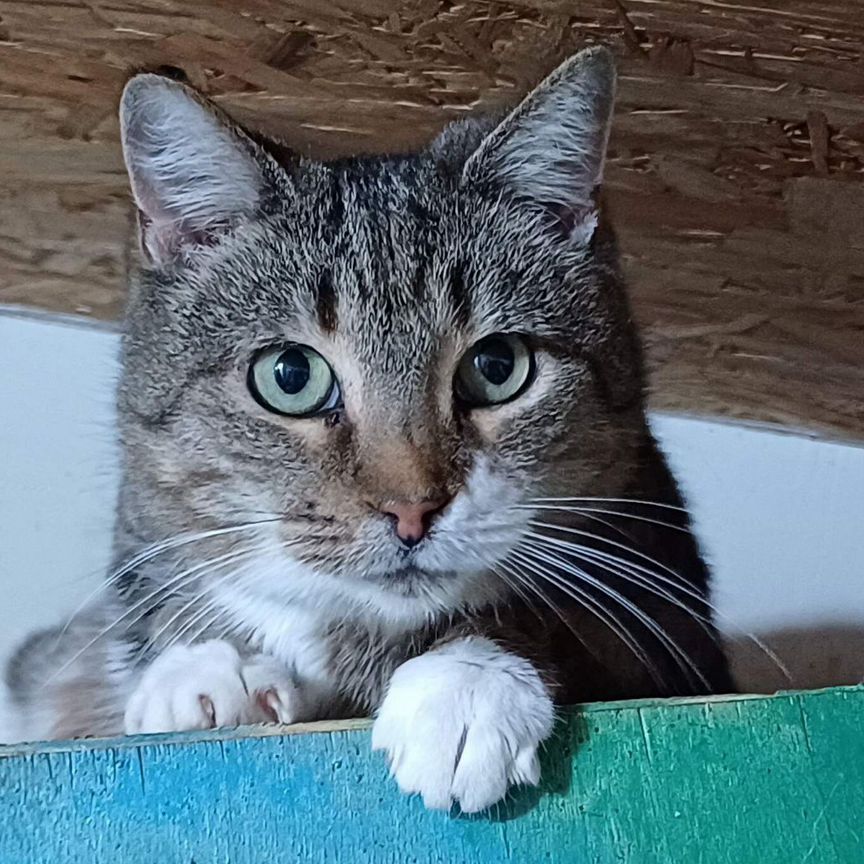 Кошечка Марта ищет дом