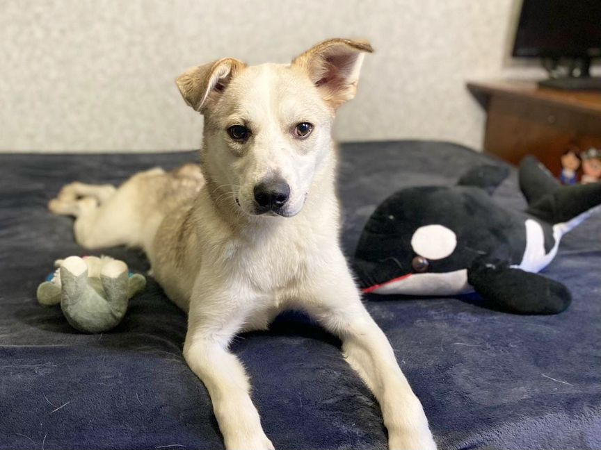 В добрейшие руки