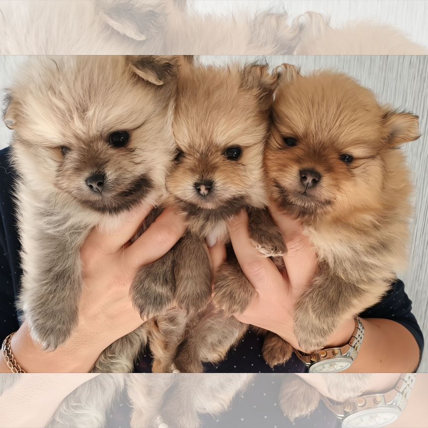 Померанский шпиц, щенок