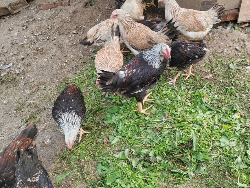 Курочки молодки загорские лососевые