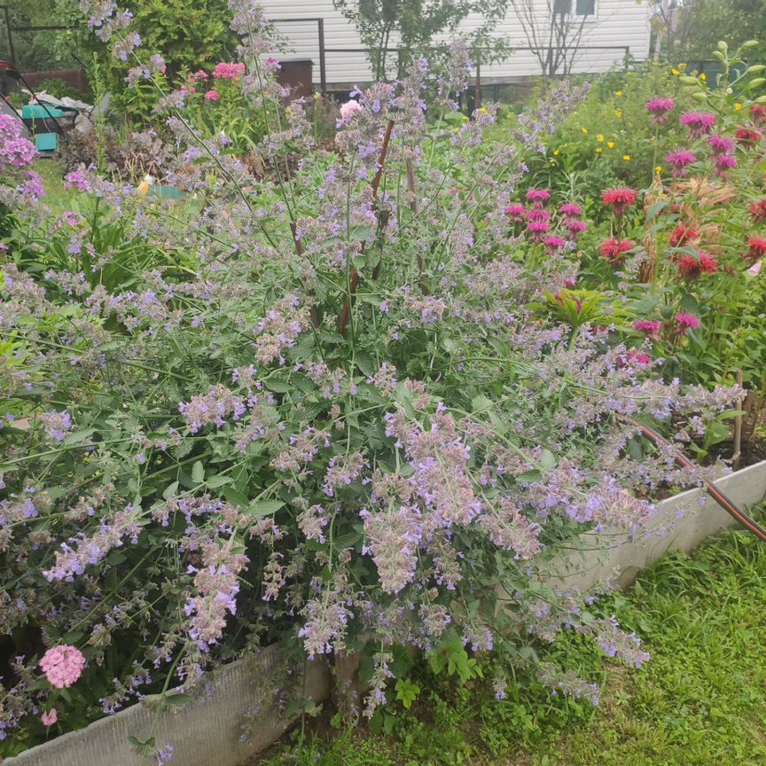 Котовник six hills giant