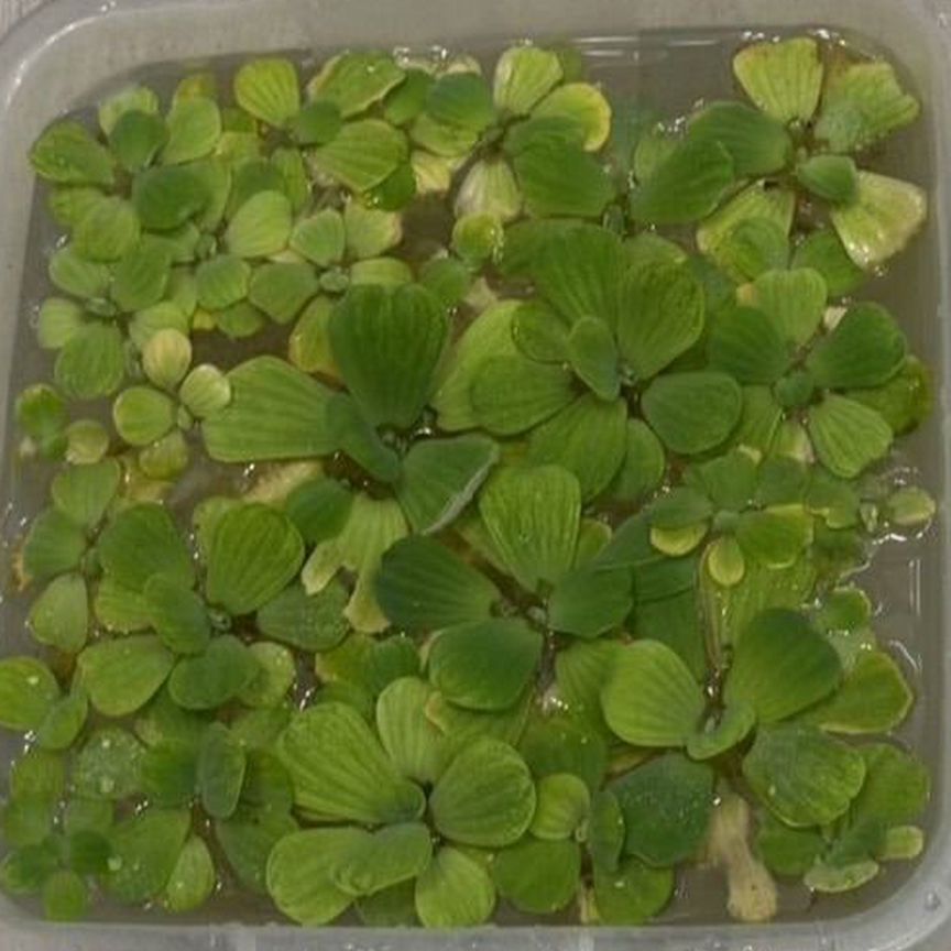 Растения пистия