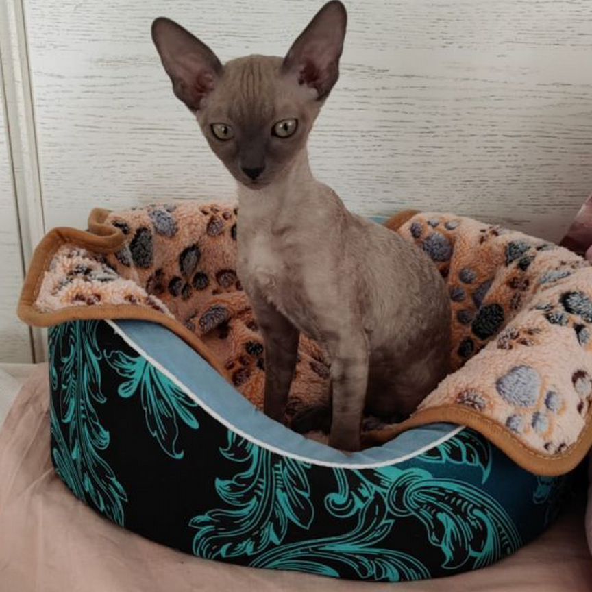 Котята корниш-рекс
