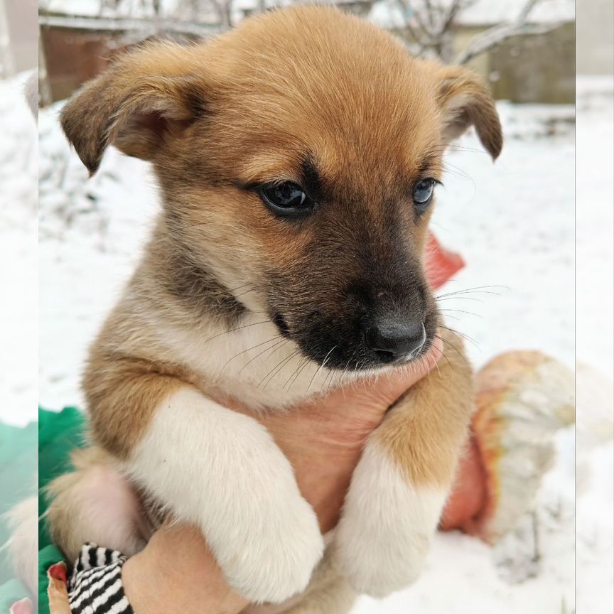 Щенок в добрые руки