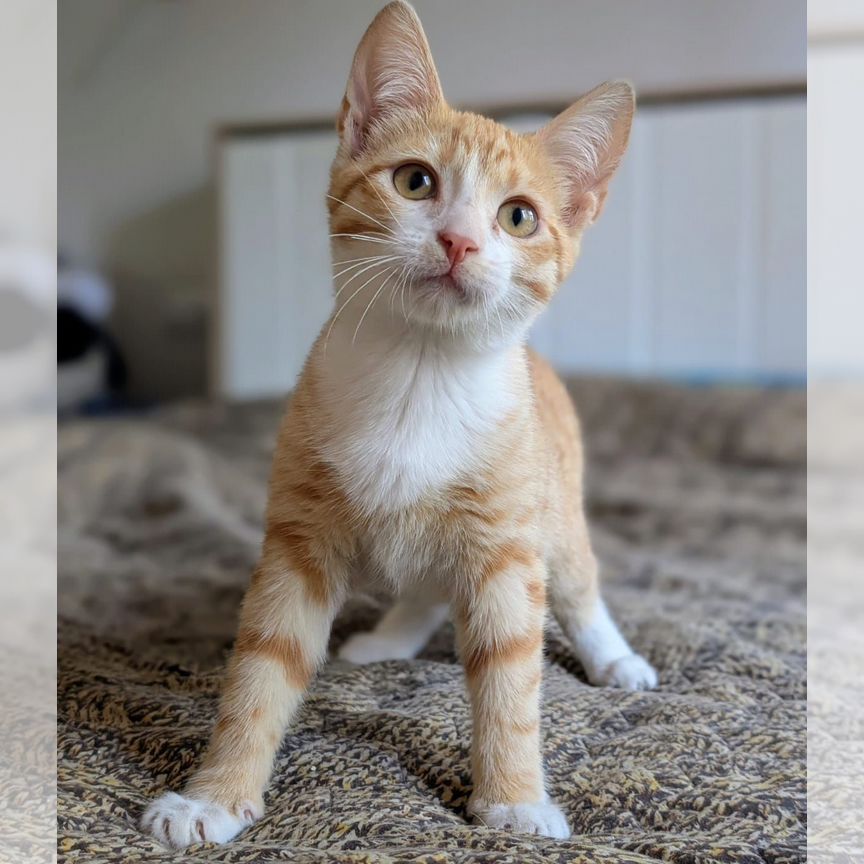 Котёнок в добрые руки