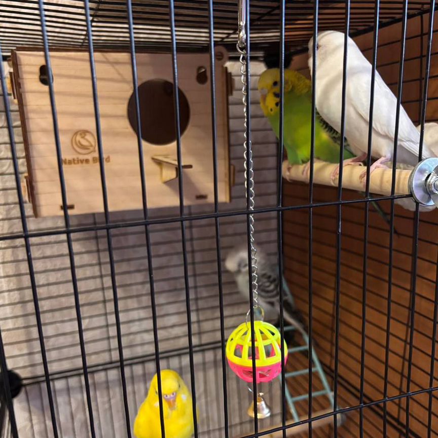 Волнистый попугай