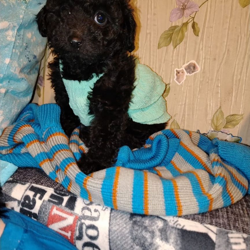 Пудель миниатюрный