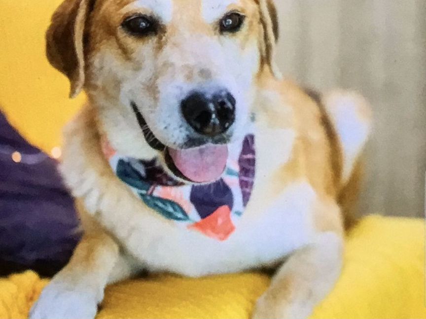 Рада ищет дом и любимую семью