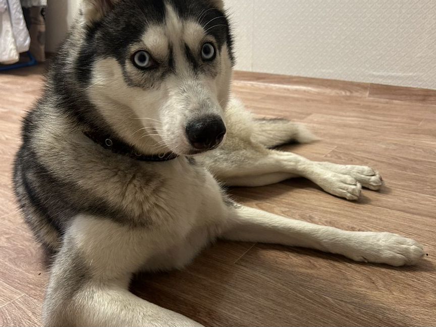 Хаски в добрые руки