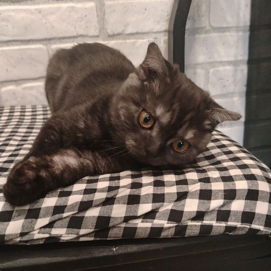 Шотландский вислоухий короткошёрстный котёнок
