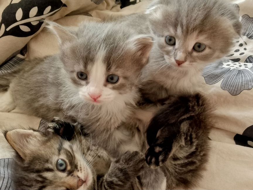 Котята в добрые руки