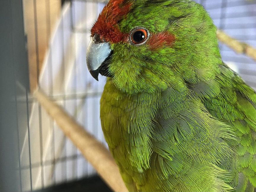 Какарики девочка