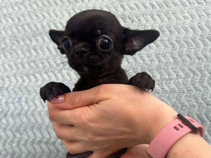 Щенок чихуахуа мини, окрас чёрный, девочка