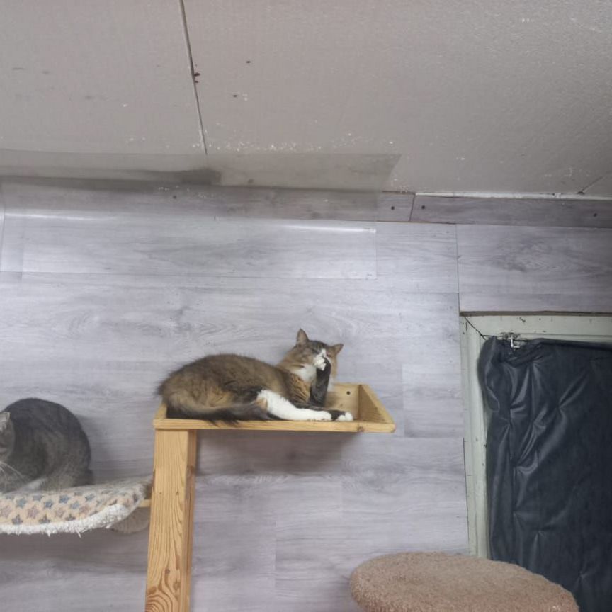 Котики из приюта в хорошие руки