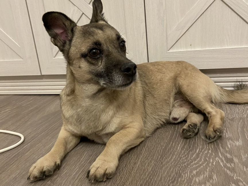 Найдена маленькая собака. Помесь. Светлая