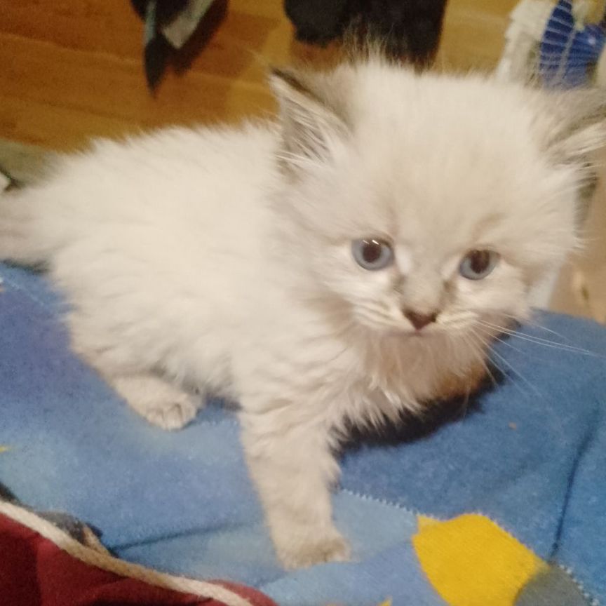 Невский маскарадный котёнок