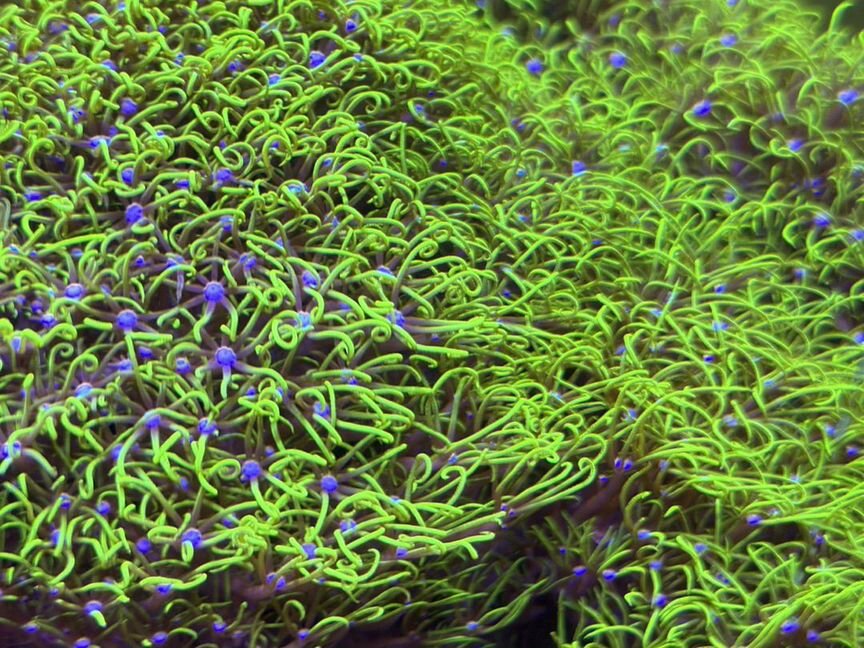 Бриареум морской коралл