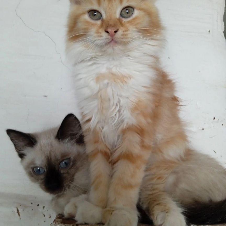 Котята в добрые руки