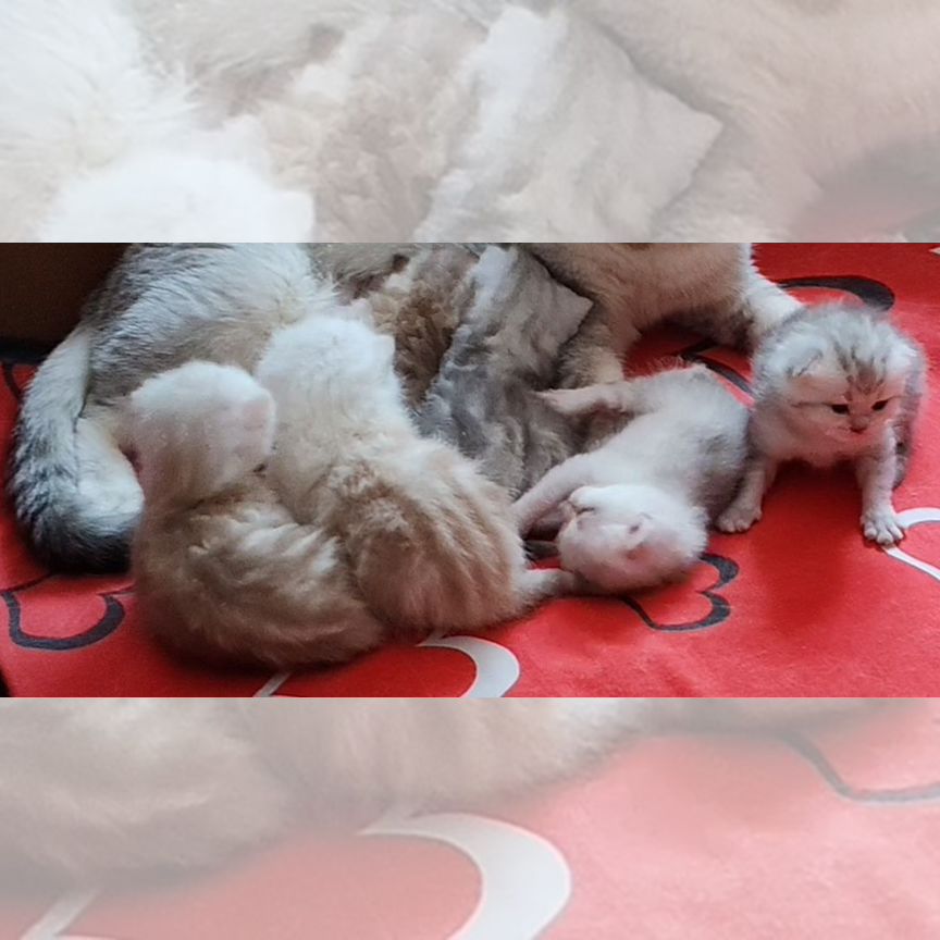 Шотландский прямоухий короткошёрстный котёнок