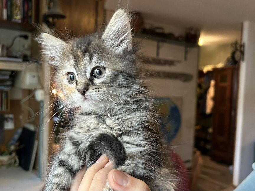 Ласковая кошечка 2 месяца в добрые руки