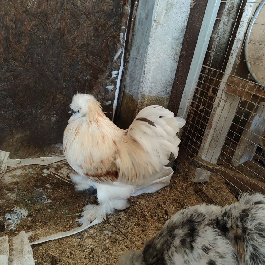Китайские Петухи