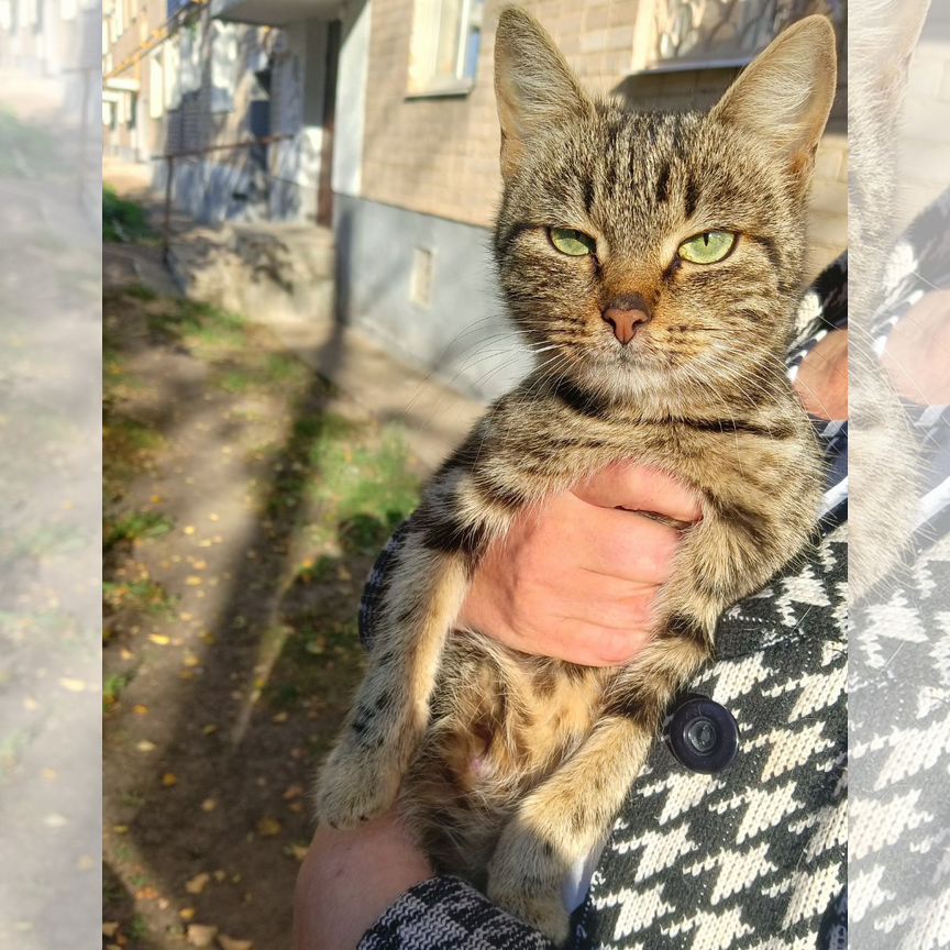Кошка