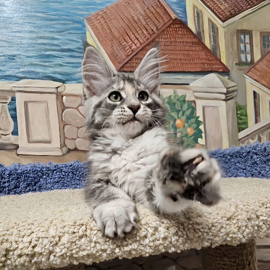 Котята мейн-кун