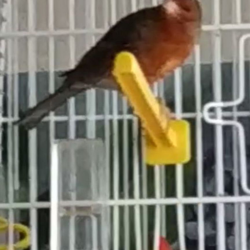 Кенар цветной красный