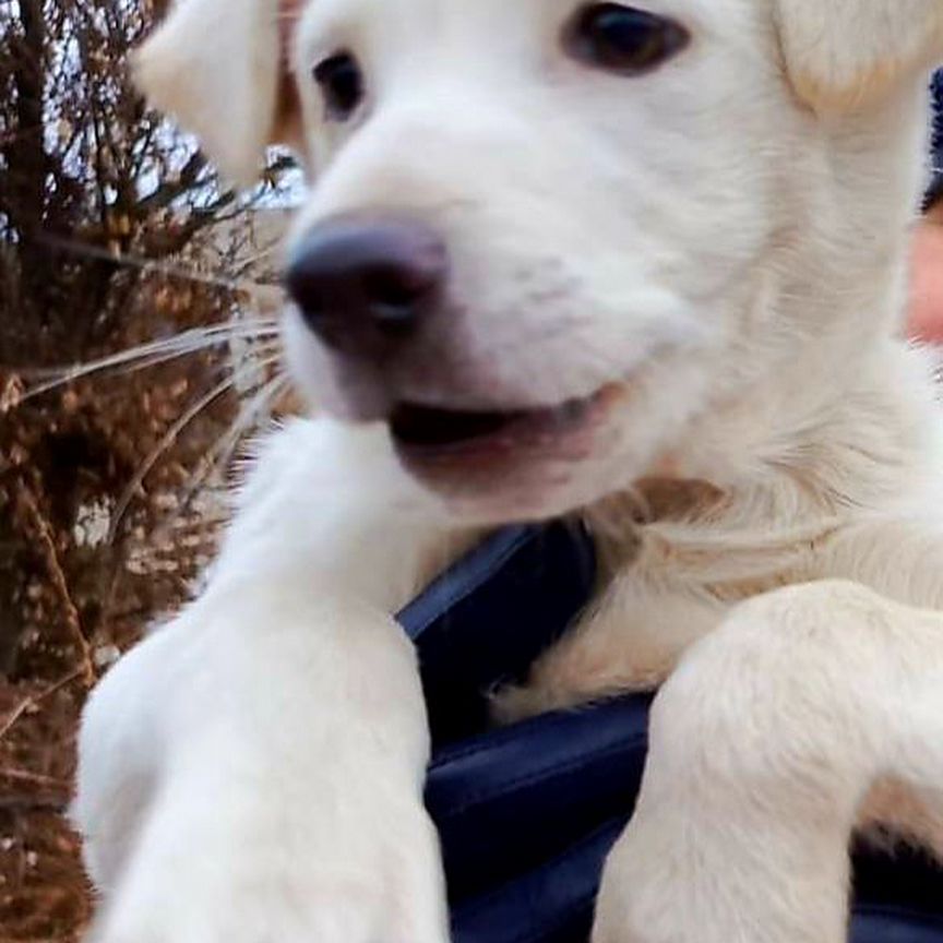 Щенки-подростки В добрые руки